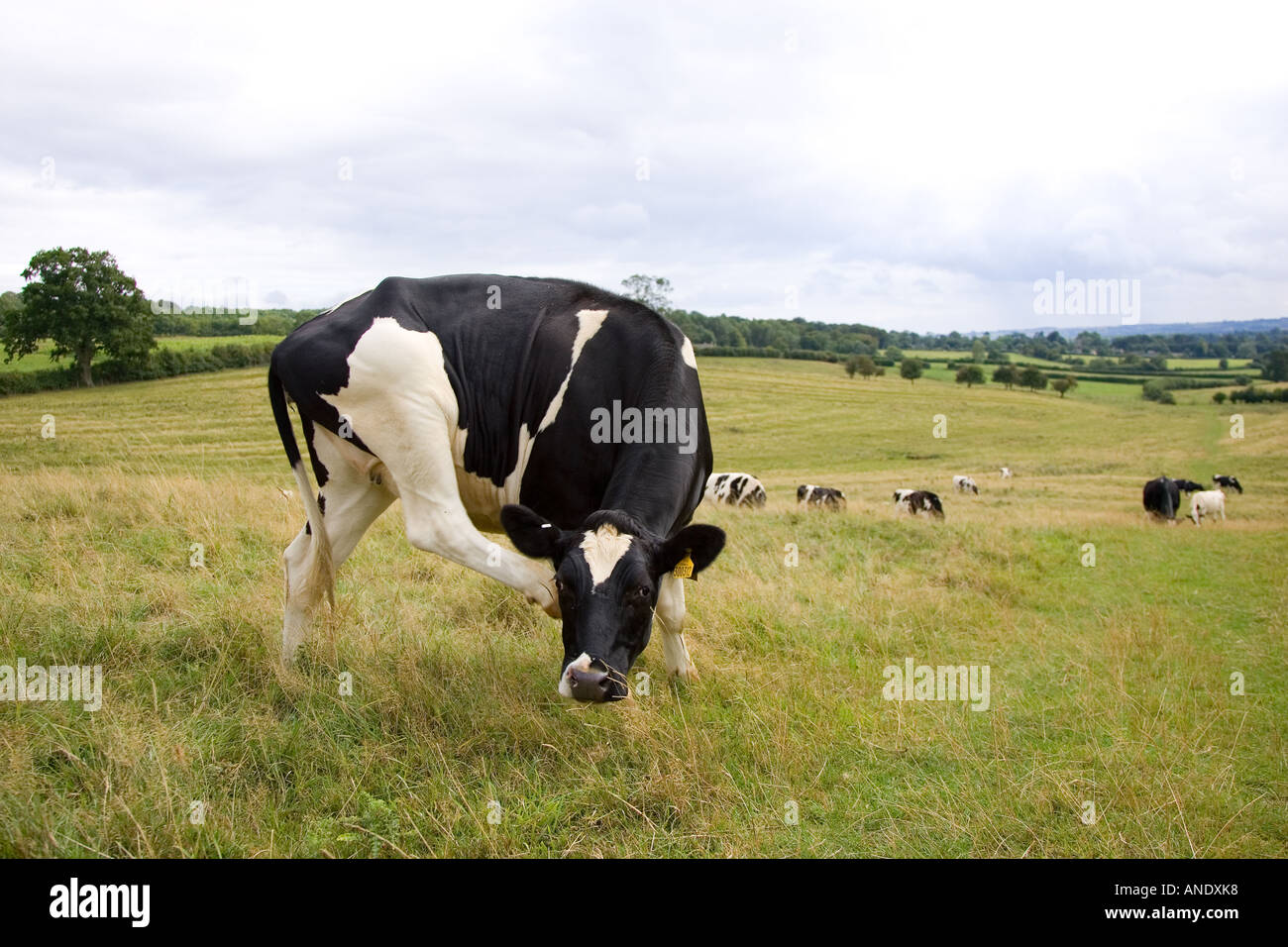 Friesian cow scratching face cotswolds hi-res stock photography and ...