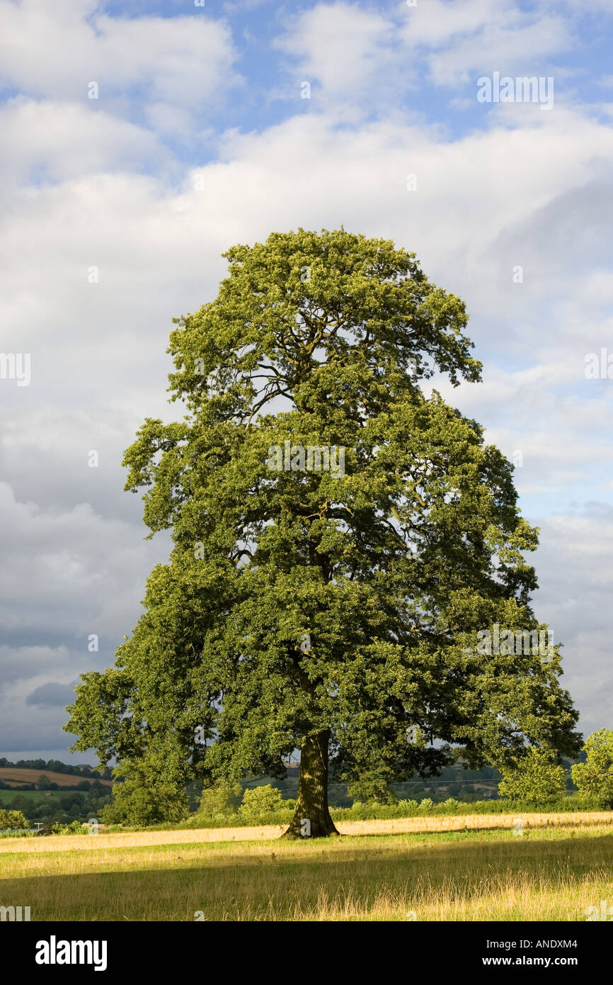 Tall oak tree hi-res stock photography and images - Alamy