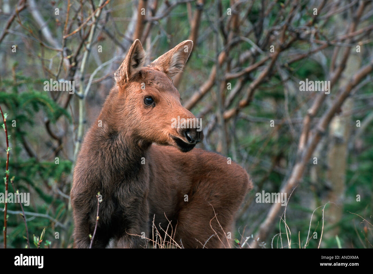 Moose Magnificent Animal High Resolution Stock Photography and Images ...