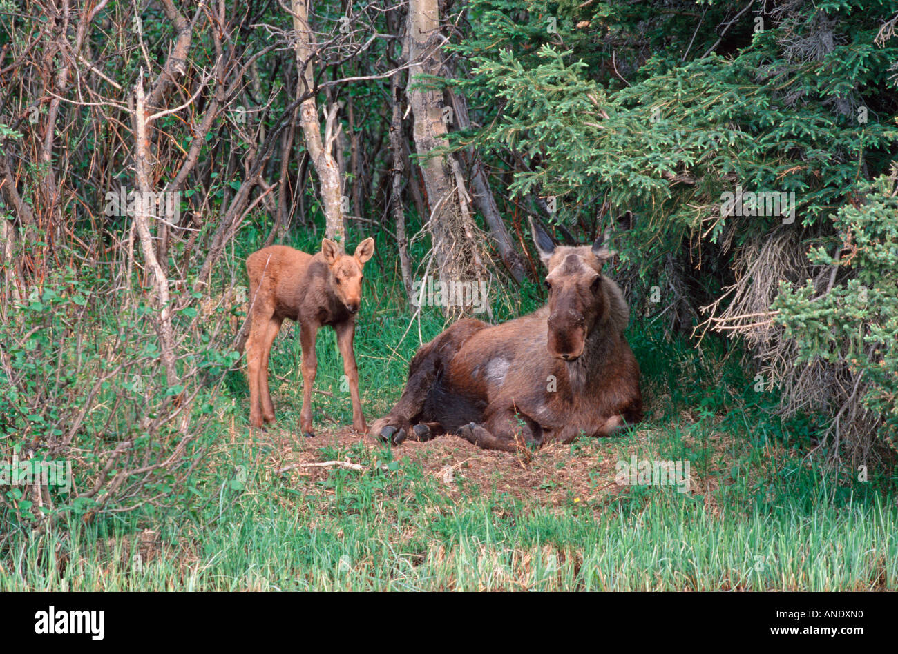 Alaskan Cow and Calf Moose, Shot in the wild Stock Photo - Alamy