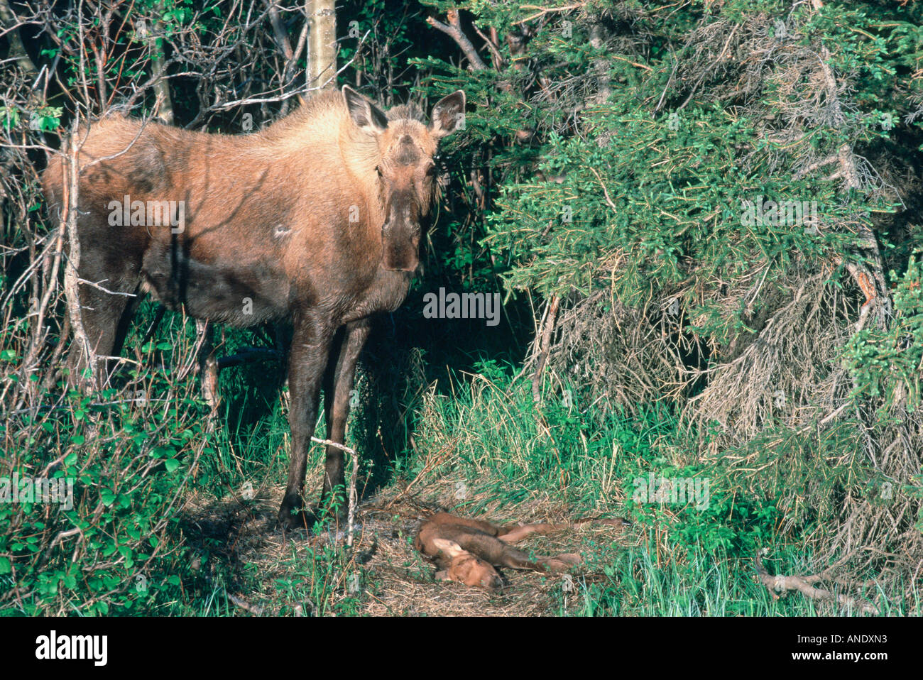 Alaskan Cow and Calf Moose, Shot in the wild Stock Photo - Alamy