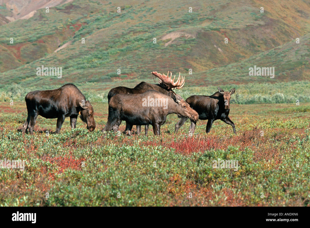 Alaskan Bull Moose, Shot in the wild Stock Photo - Alamy