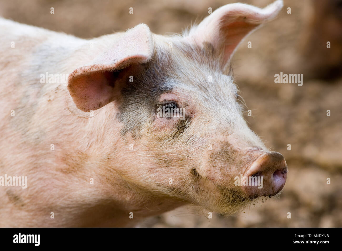 Gloucester Old Spot pig Gloucestershire United Kingdom Stock Photo - Alamy