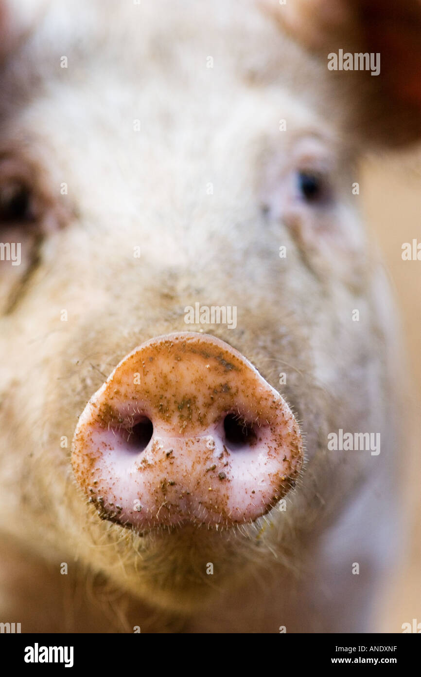 Gloucester Old Spot pig Gloucestershire United Kingdom Stock Photo - Alamy