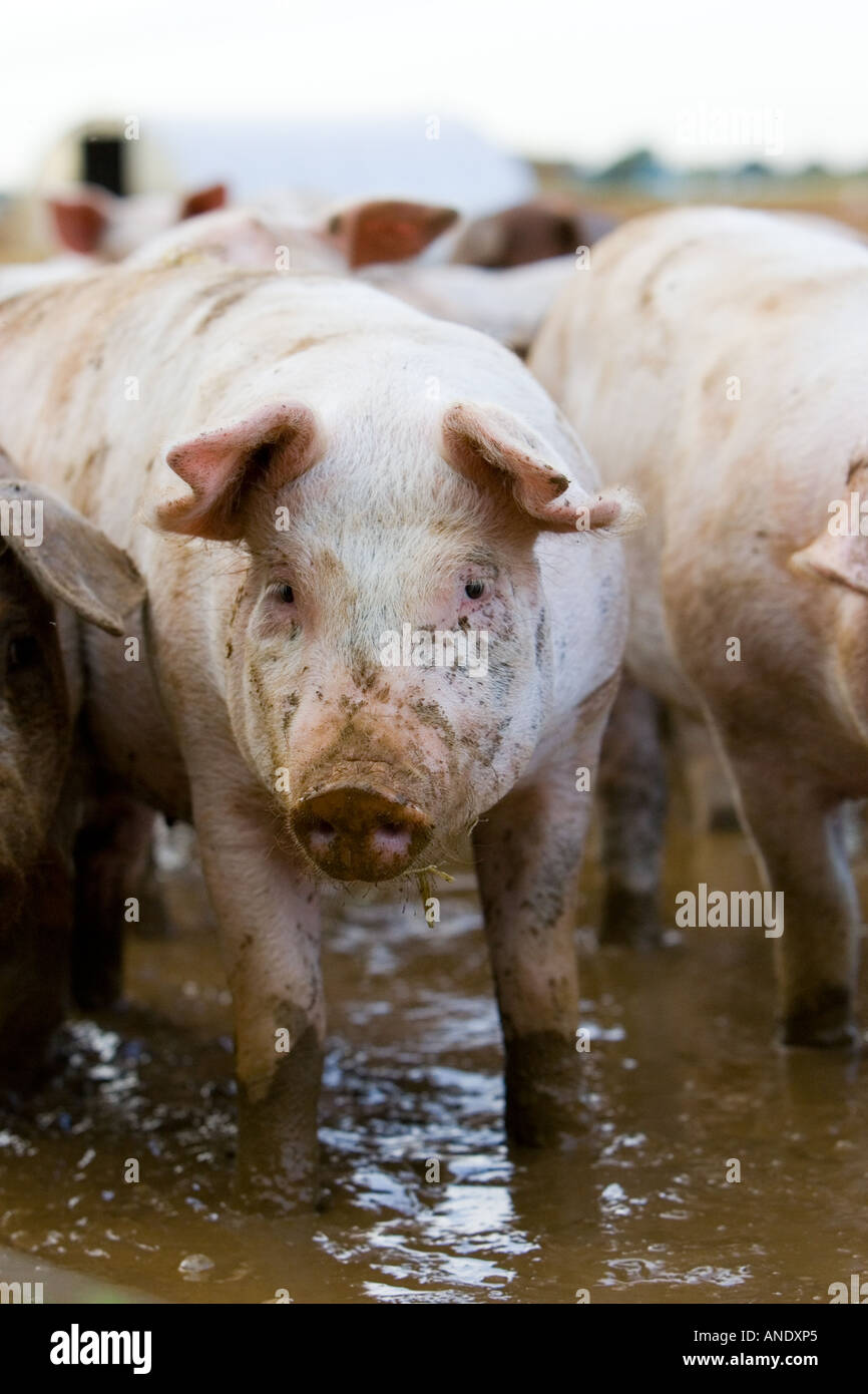 Pig covered in mud hi-res stock photography and images - Alamy