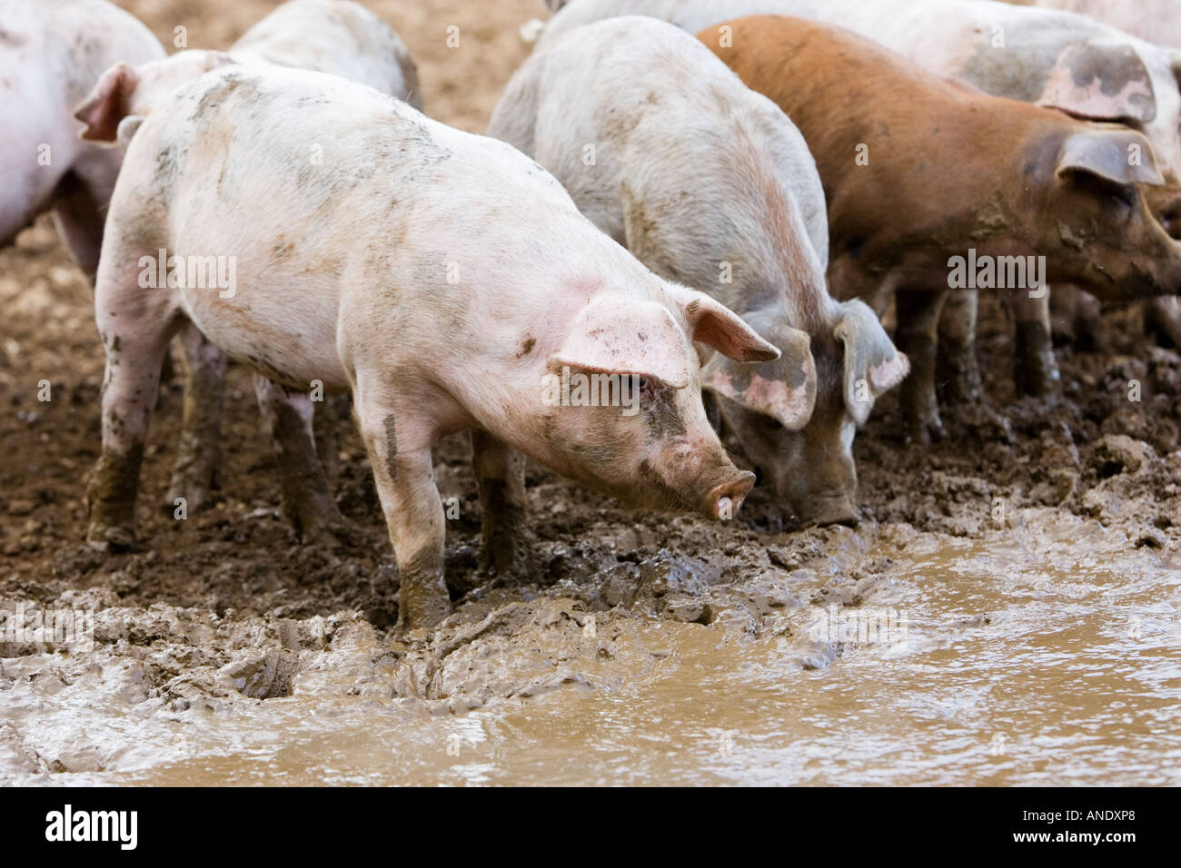 Gloucester Old Spot pigs Gloucestershire United Kingdom Stock Photo - Alamy