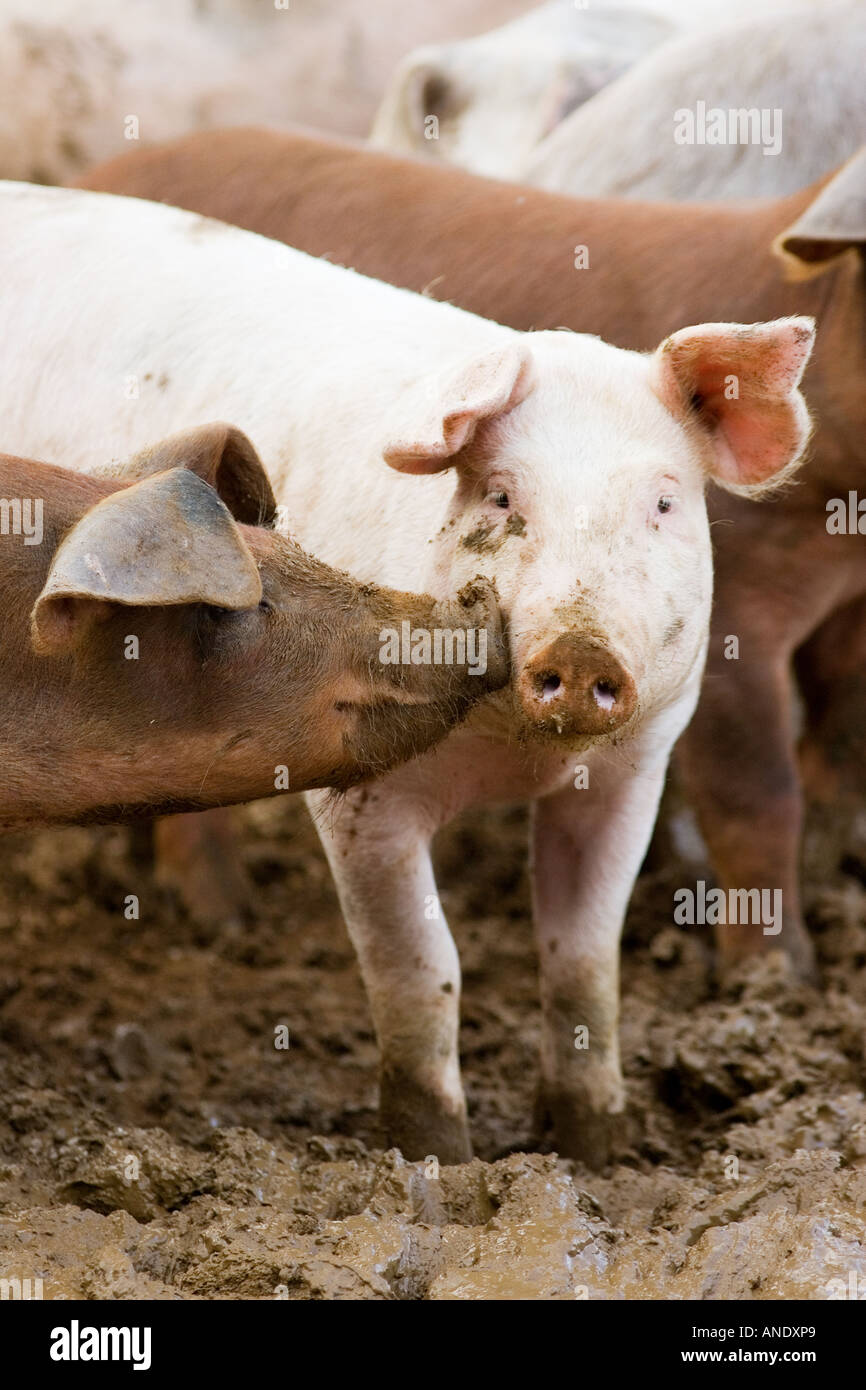 Gloucester Old Spot pigs Gloucestershire United Kingdom Stock Photo - Alamy