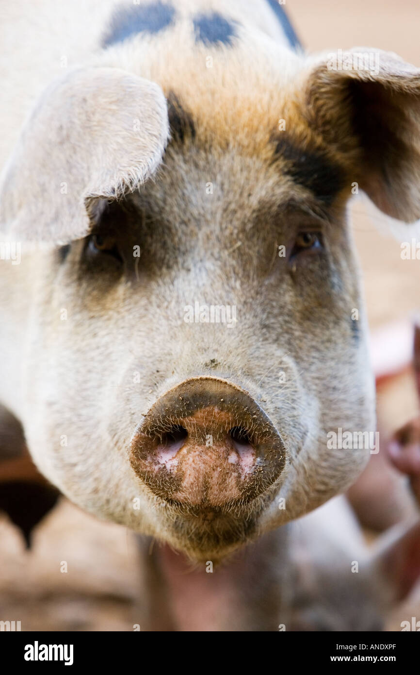 Gloucester Old Spot pig Gloucestershire United Kingdom Stock Photo - Alamy