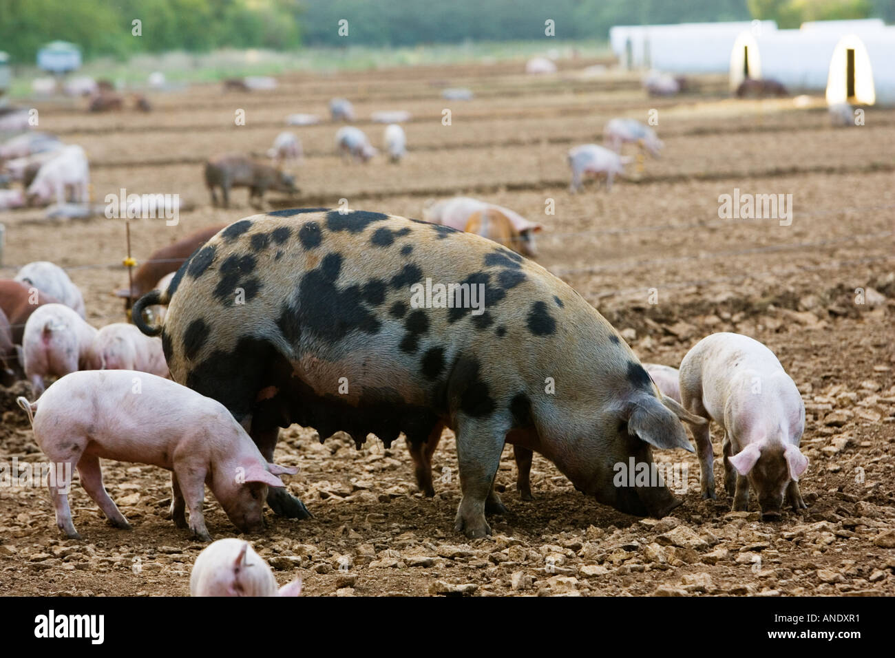 Gloucestershire Old Spots Pig Stock Photos & Gloucestershire Old Spots ...