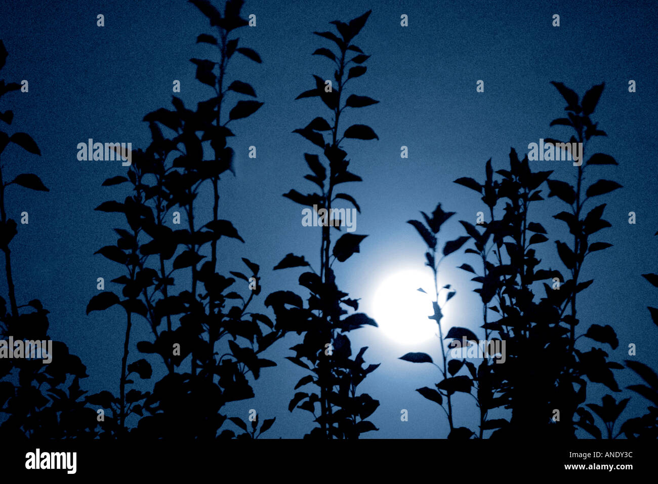 The moonlight hi-res stock photography and images - Alamy