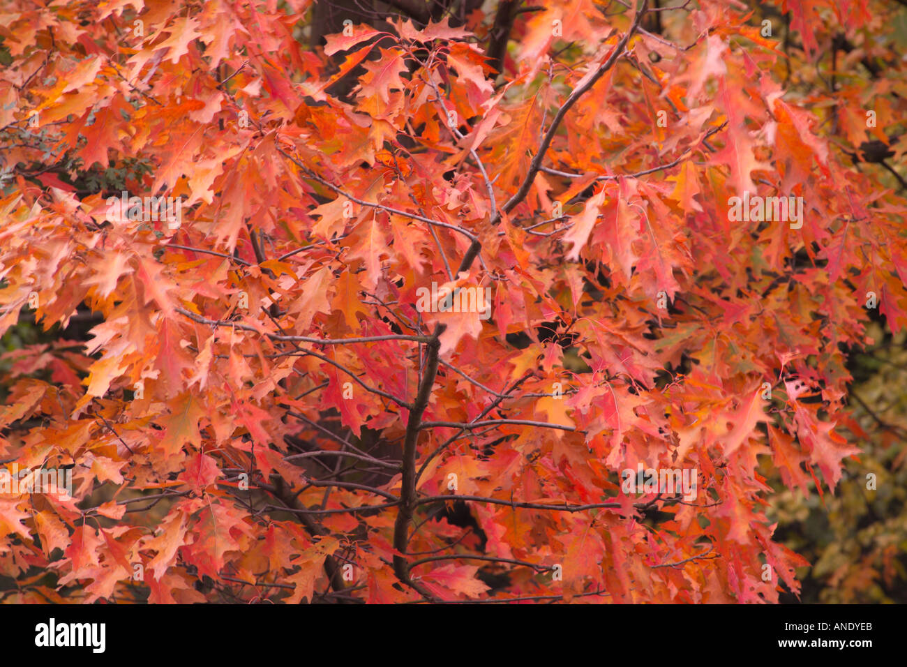 Red oak leaves turning red in autumn Quercus rubra Stock Photo - Alamy