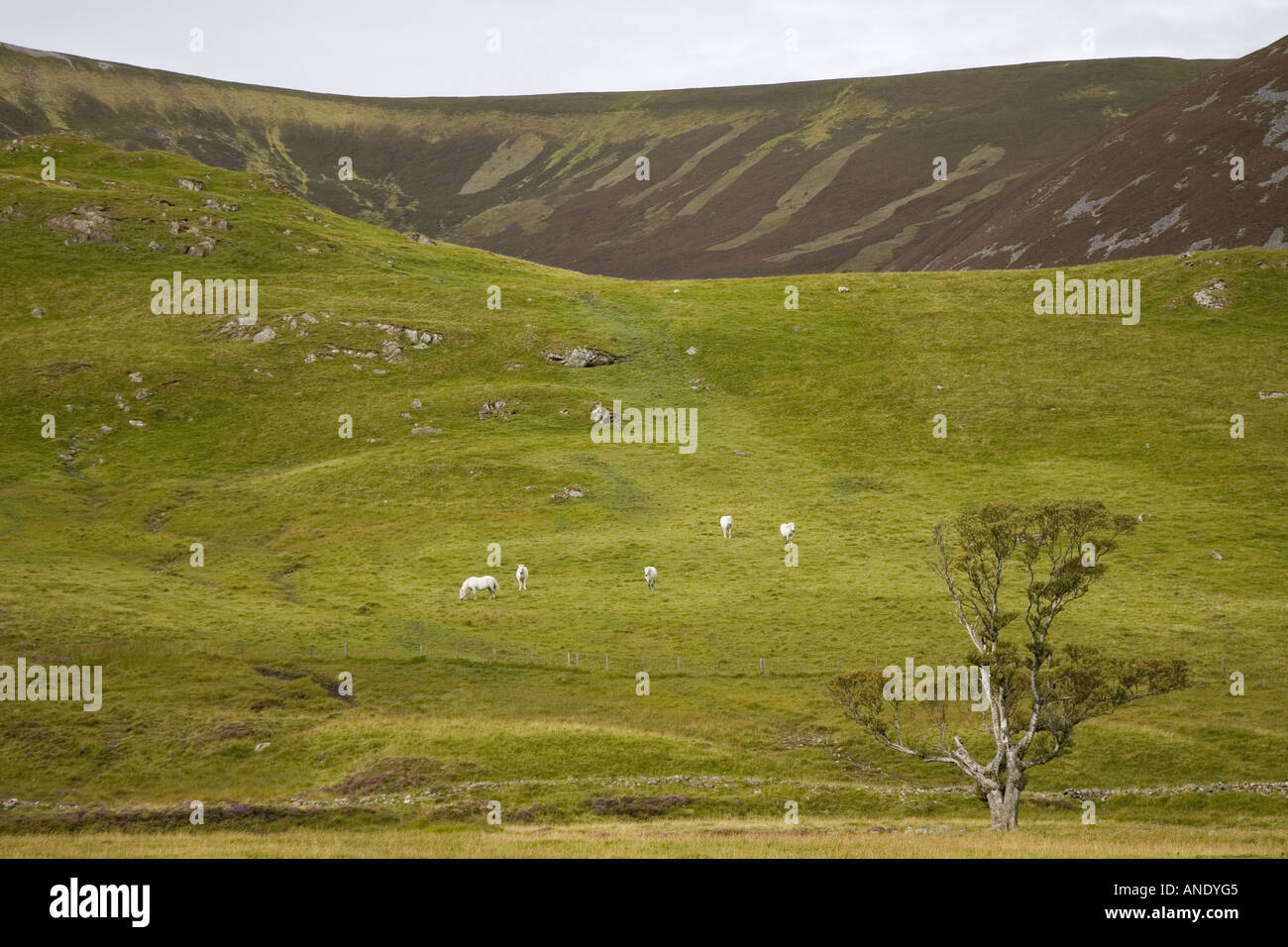 Sheep Grazing on the hills of Glen Clunie Scotland Stock Photo - Alamy