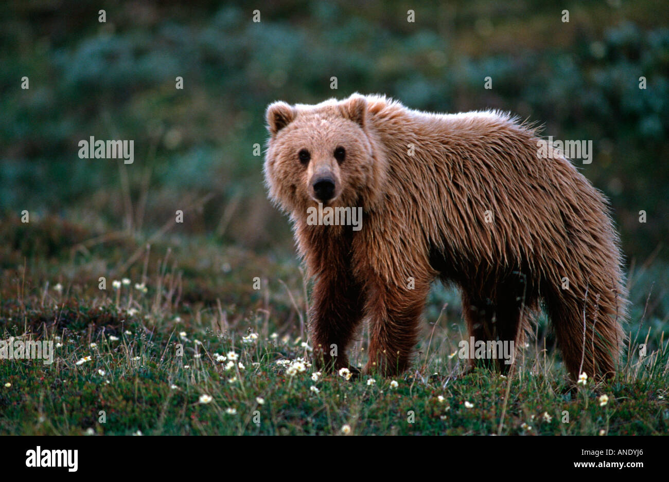 Alaskan Brown Bear Grizzly Bear at Denali National Park Alaska Stock ...
