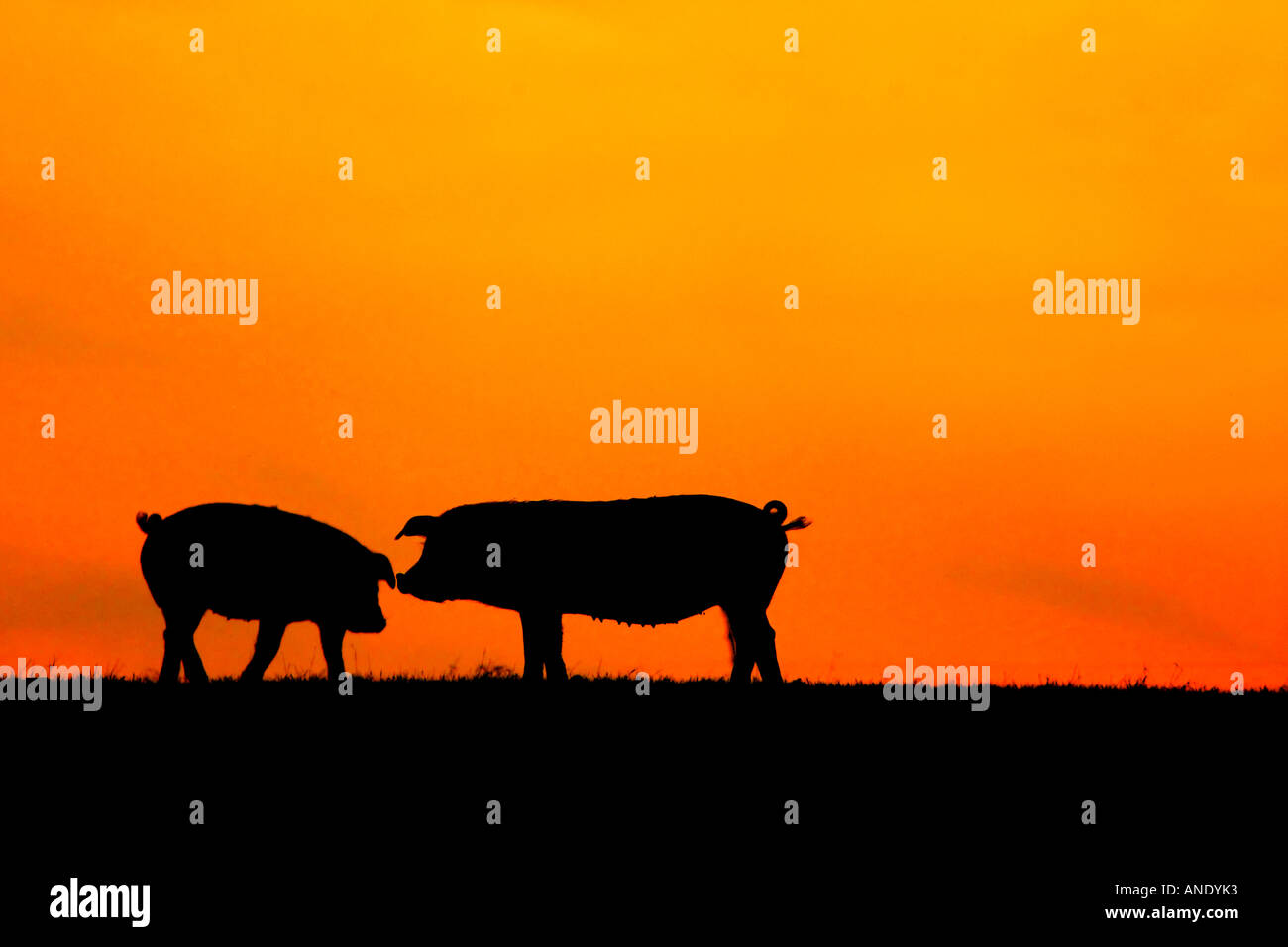 Caring for pigs hi-res stock photography and images - Alamy