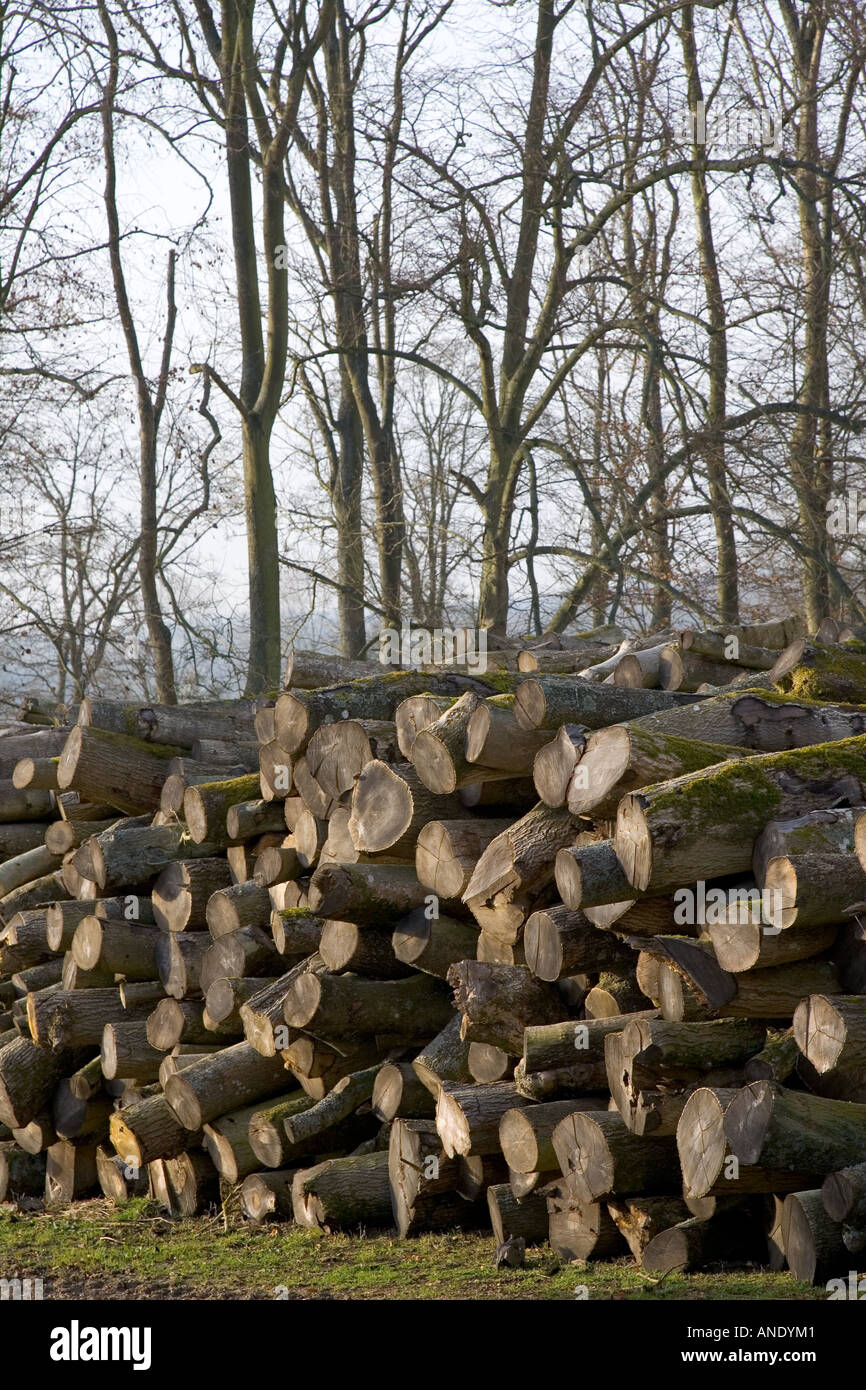 Logs being seasoned hi-res stock photography and images - Alamy