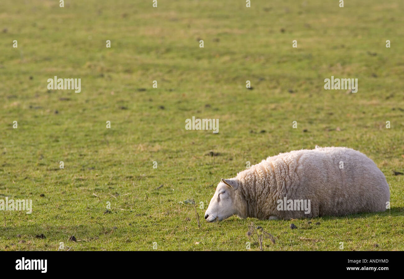 Sheep resting Gloucestershire England United Kingdom Stock Photo - Alamy