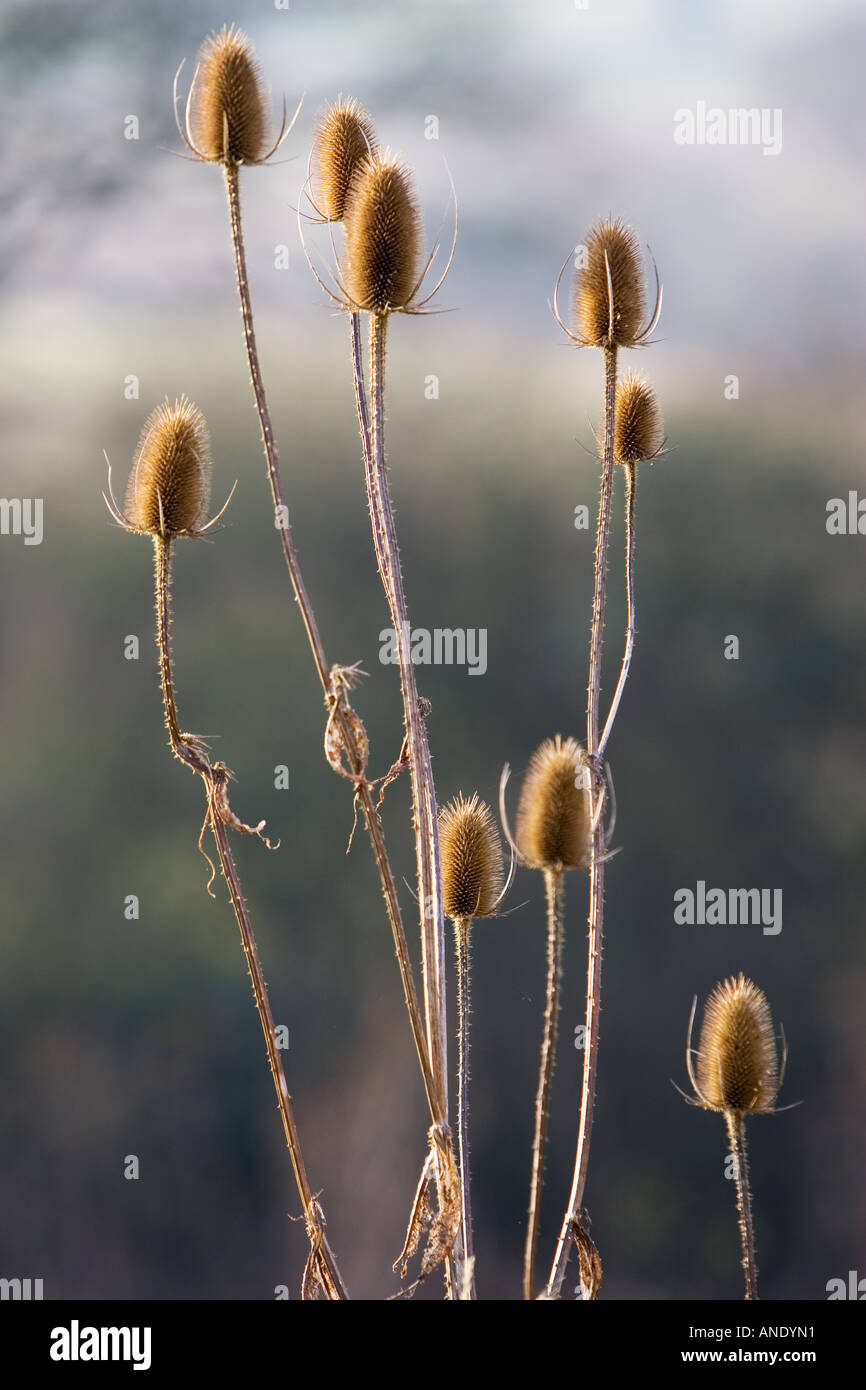 English thistles hi-res stock photography and images - Alamy
