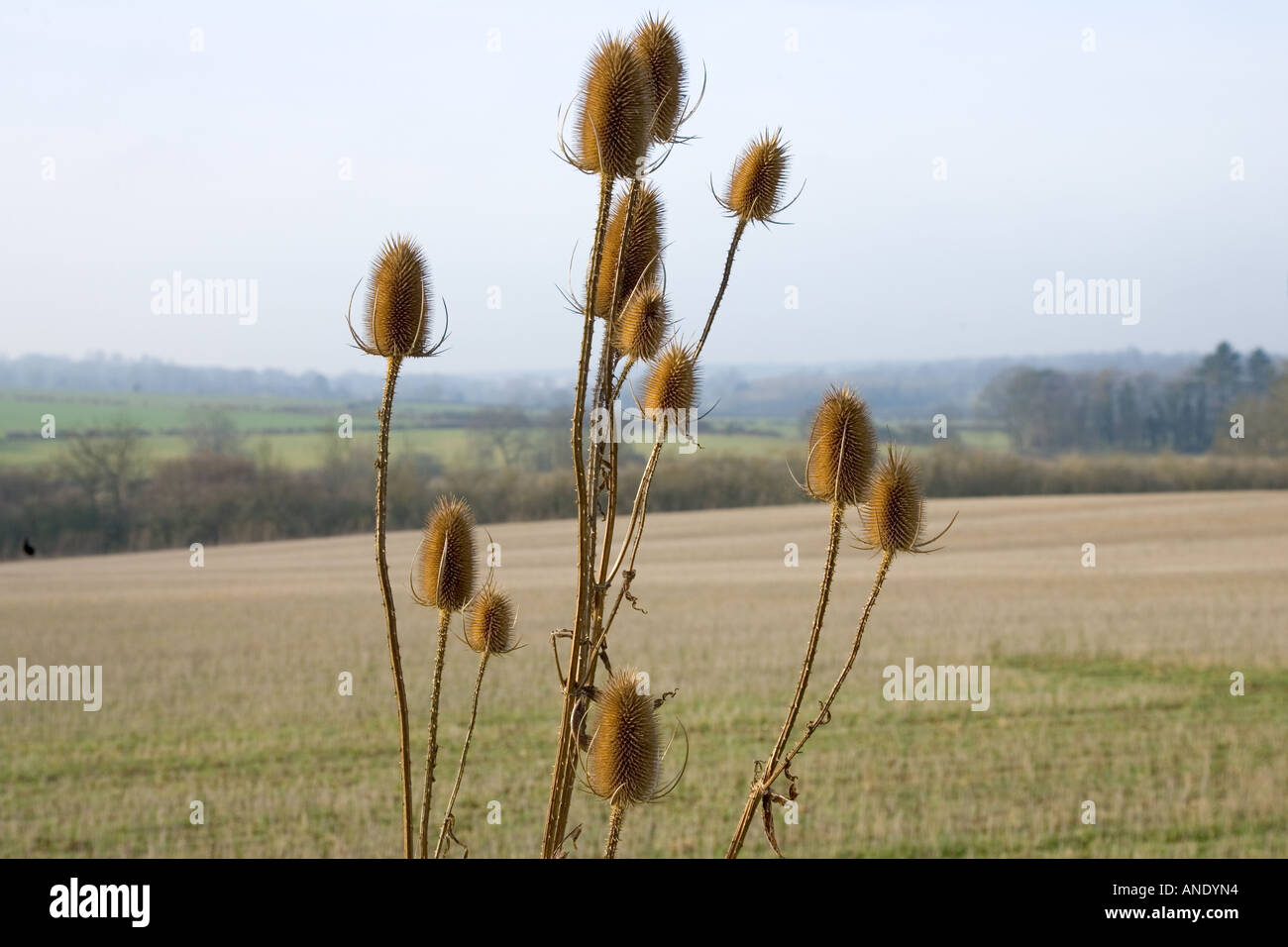 English thistles hi-res stock photography and images - Alamy