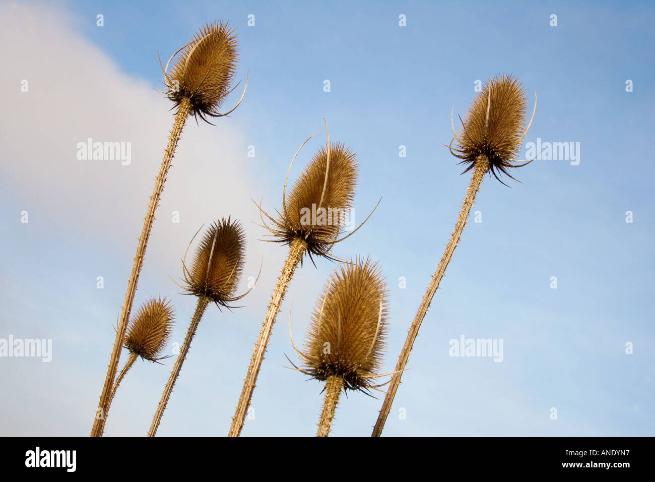 English thistles hi-res stock photography and images - Alamy