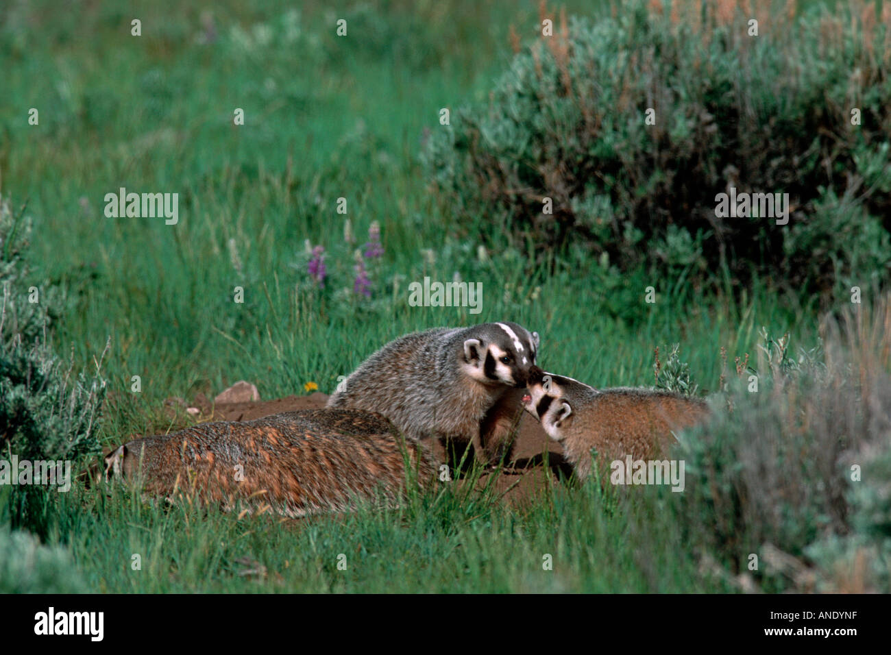 American Badger at its den Stock Photo - Alamy