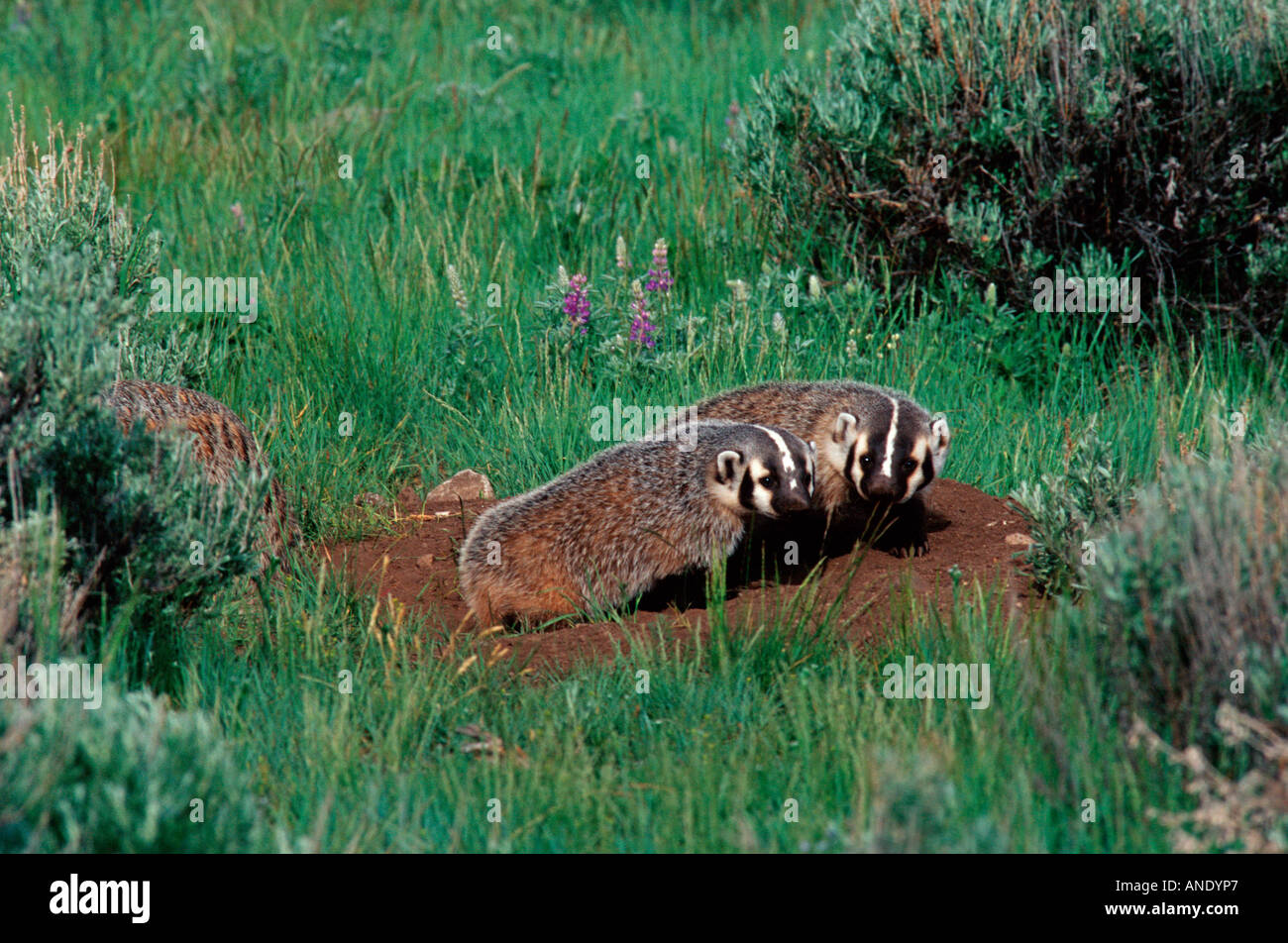 American badger hunting hi-res stock photography and images - Alamy
