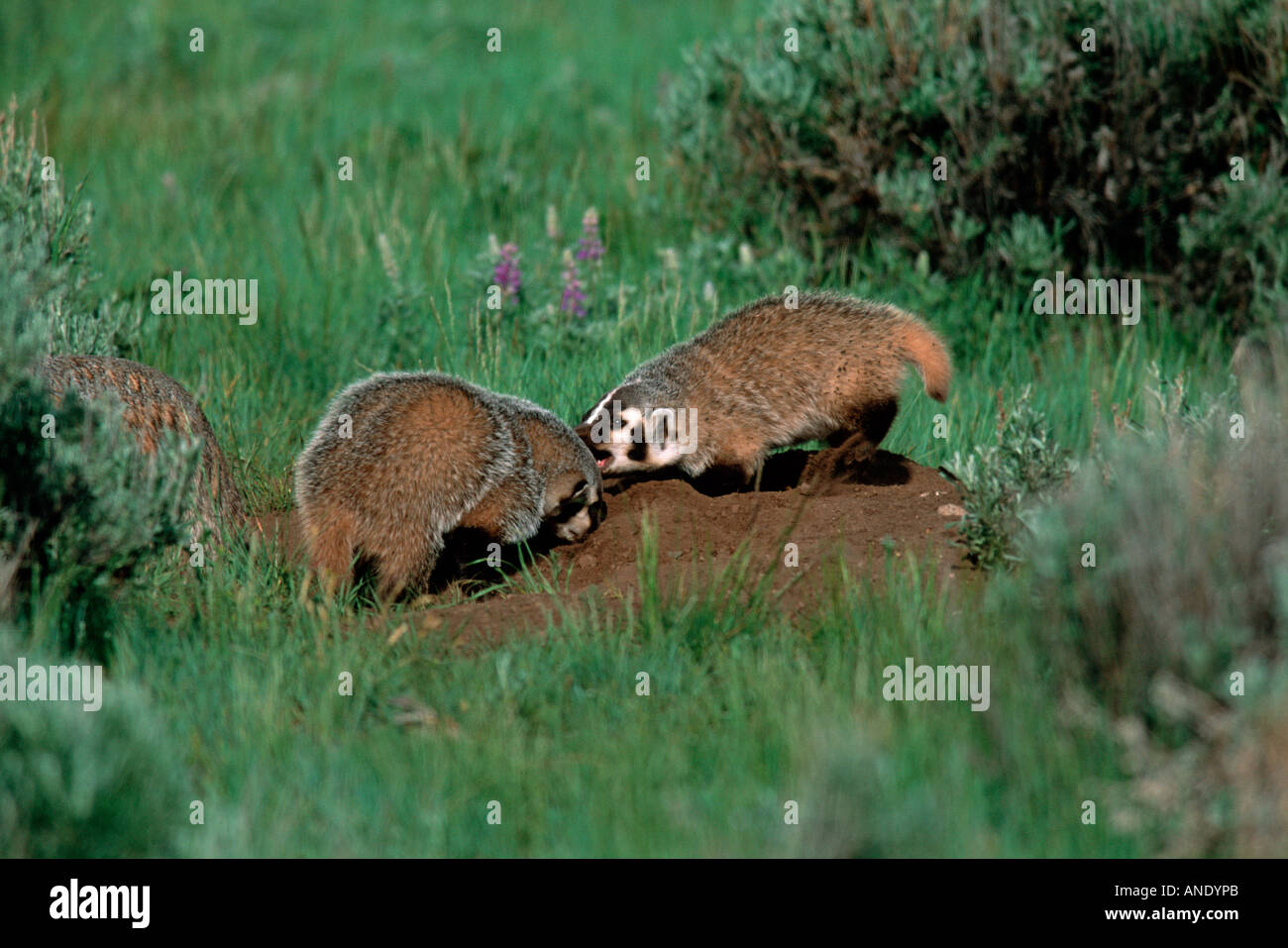 American badger hunting hi-res stock photography and images - Alamy