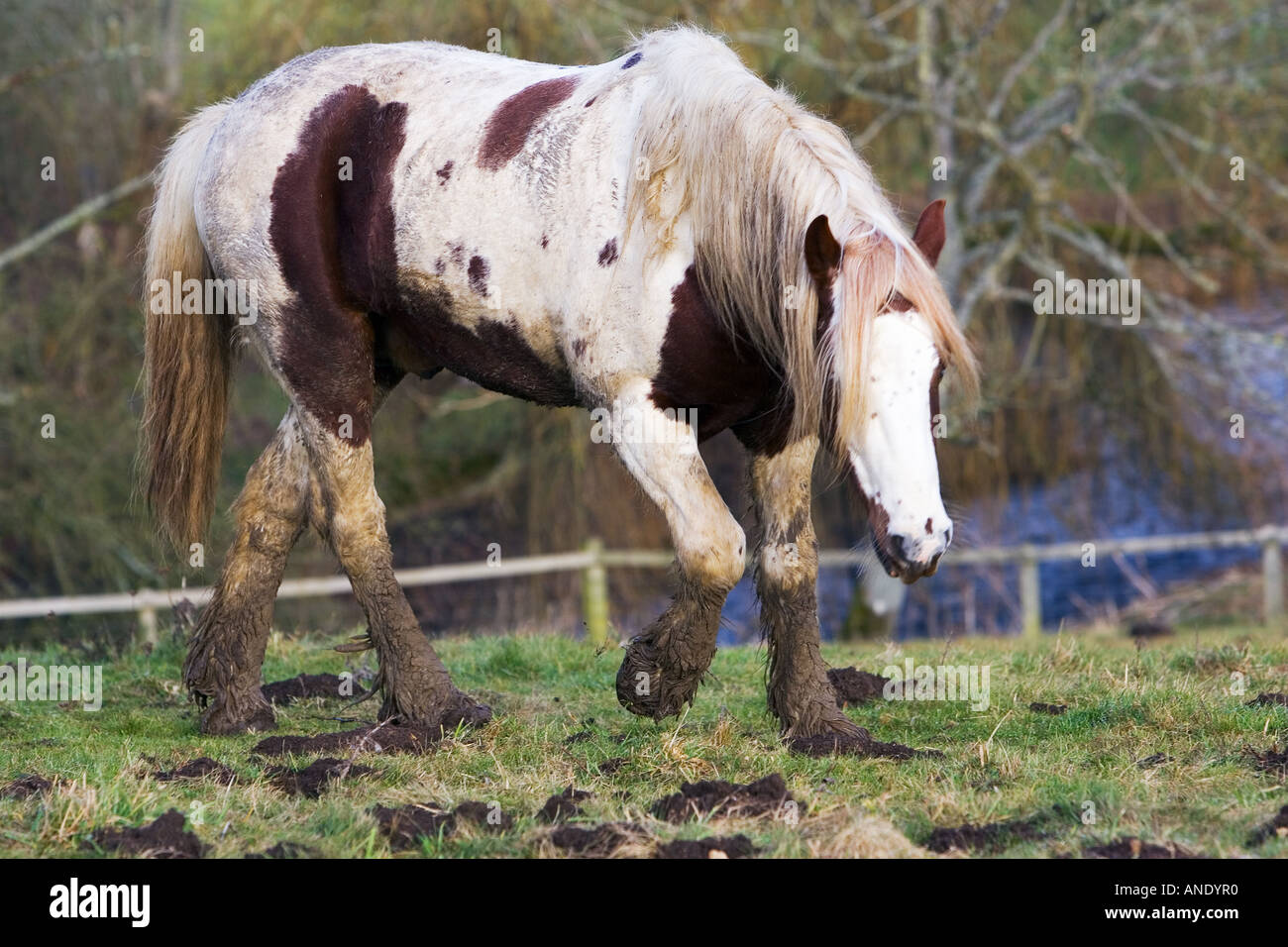 Skewbald horse hi-res stock photography and images - Alamy