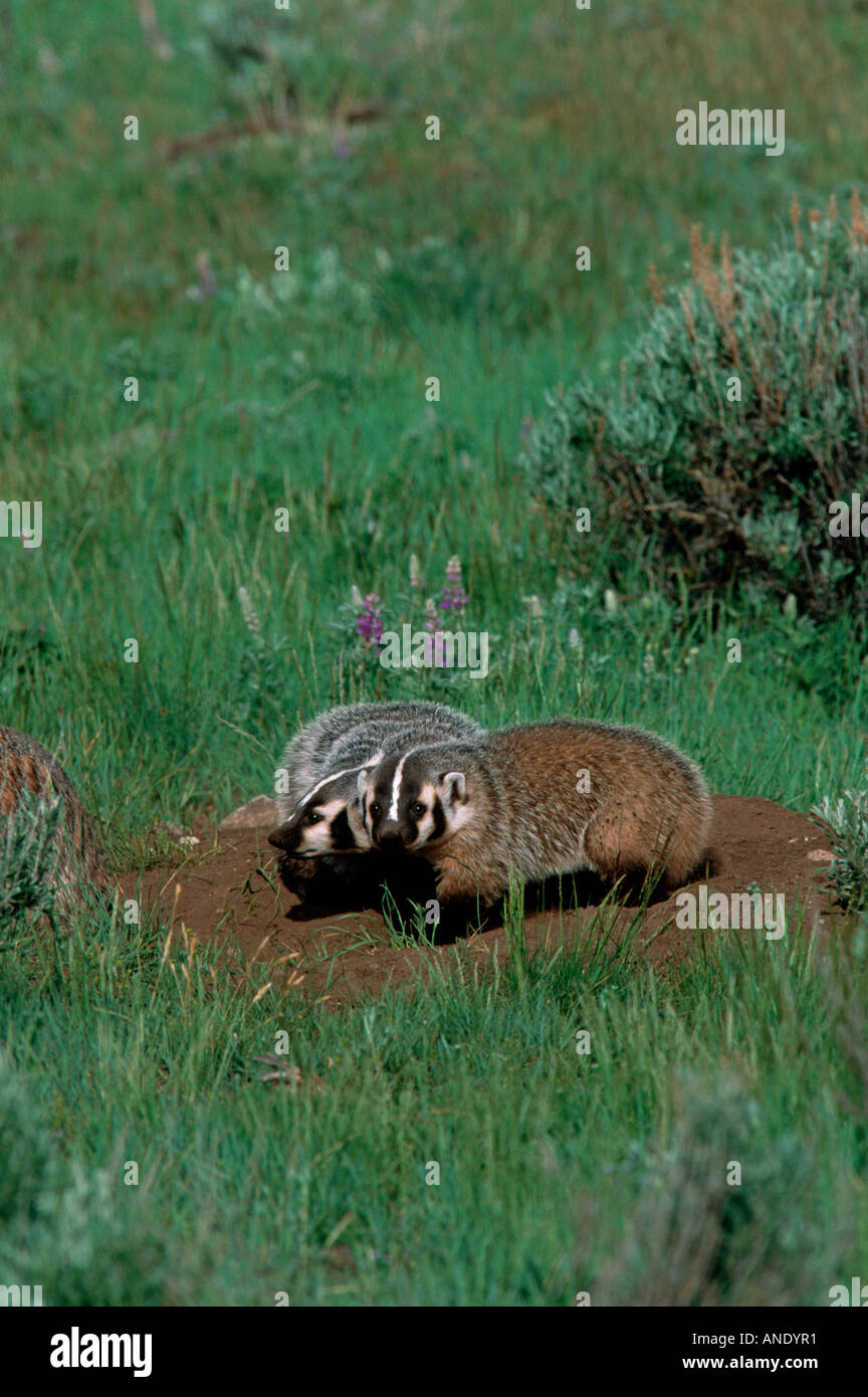 American Badger at its den Stock Photo - Alamy