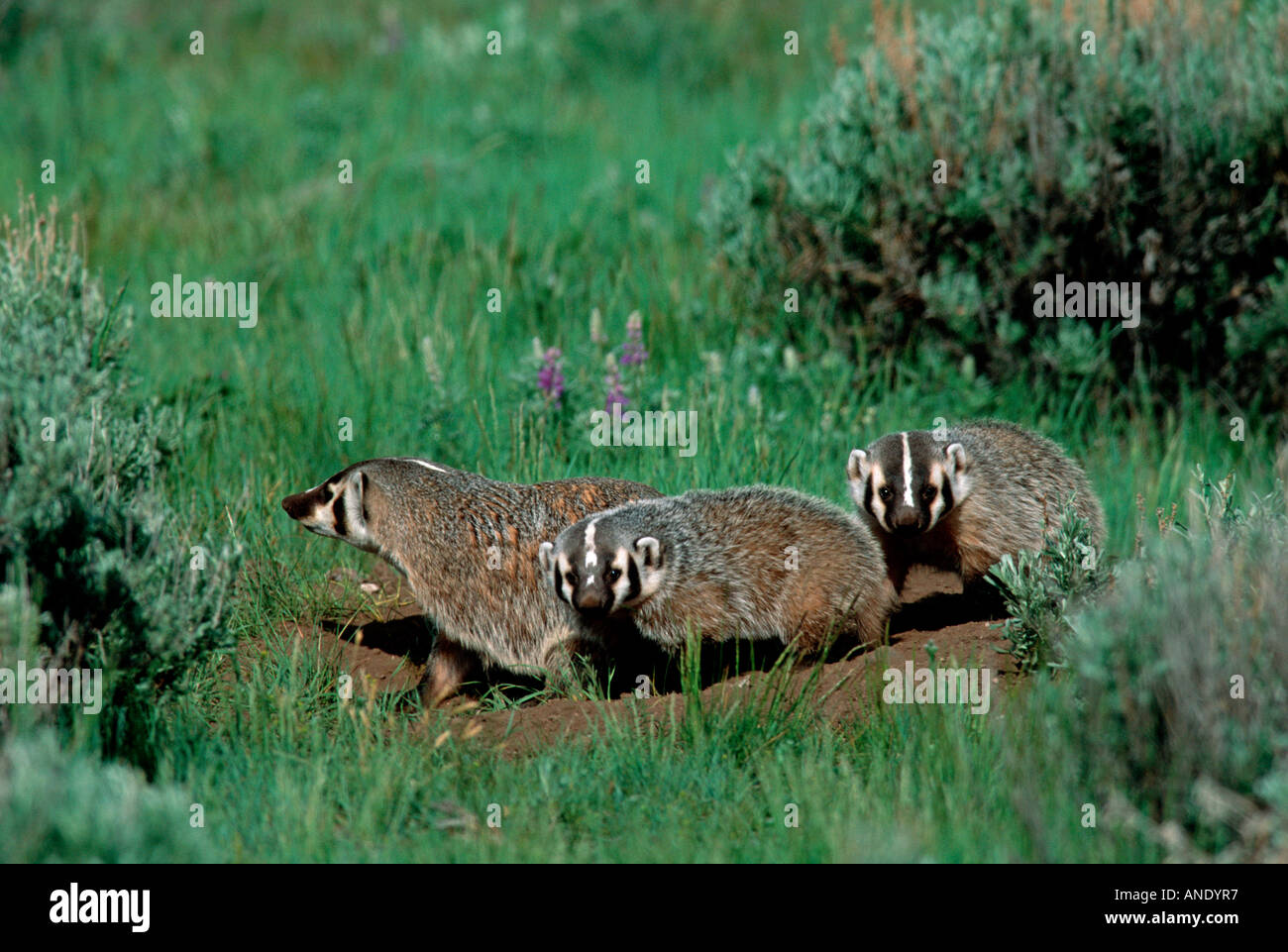 American badger den hi-res stock photography and images - Alamy