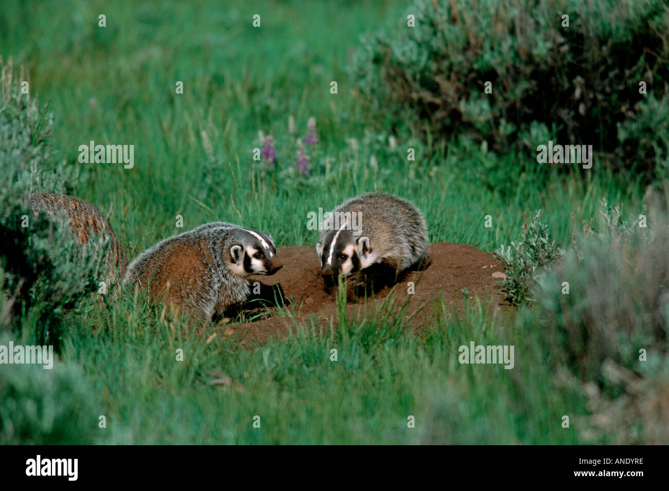 American Badger at its den Stock Photo - Alamy