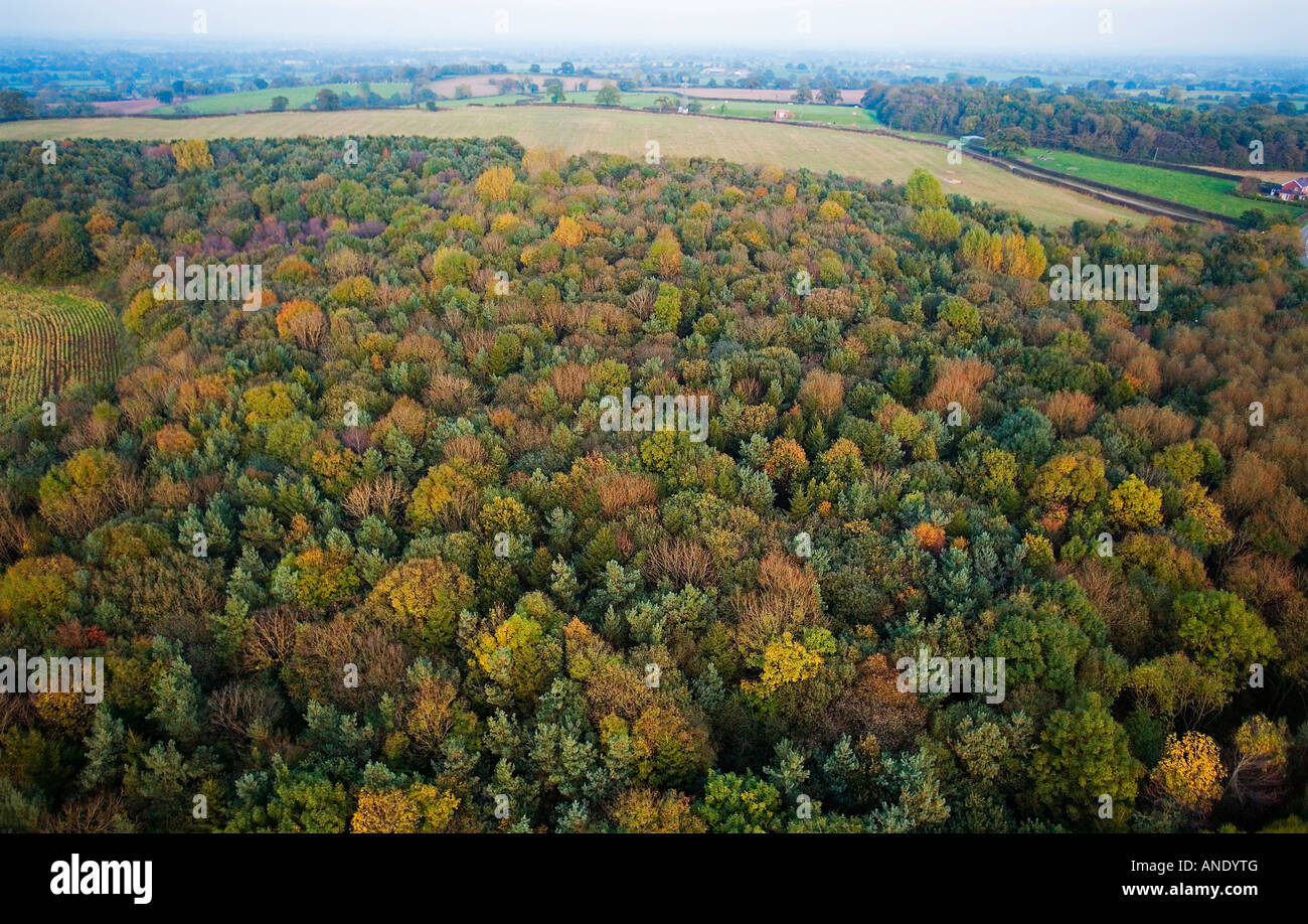 Forest overhead view hi-res stock photography and images - Alamy