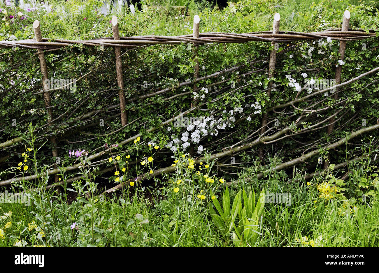 Traditionally cut and laid hedge with wild flowers Southern England ...