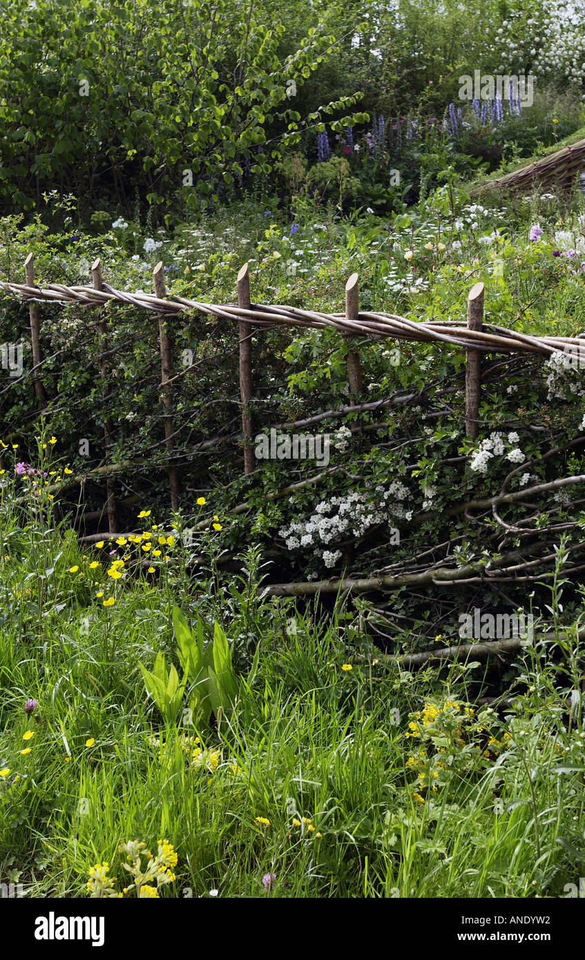 Traditionally cut and laid hedge with wild flowers Southern England ...