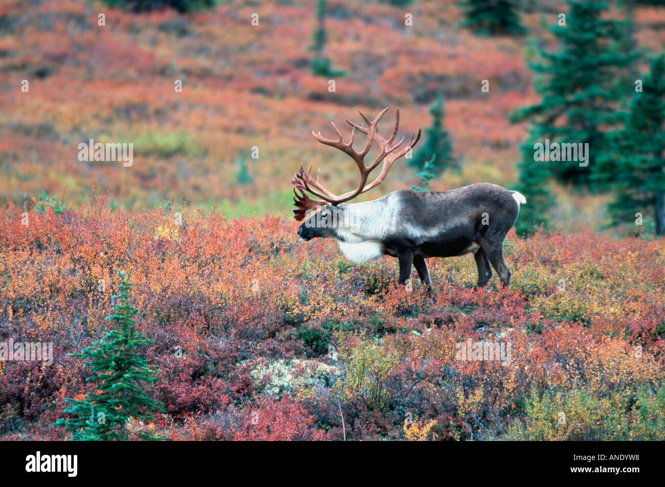 Caribou in fall colors in Denali National Park Alaska Stock Photo - Alamy