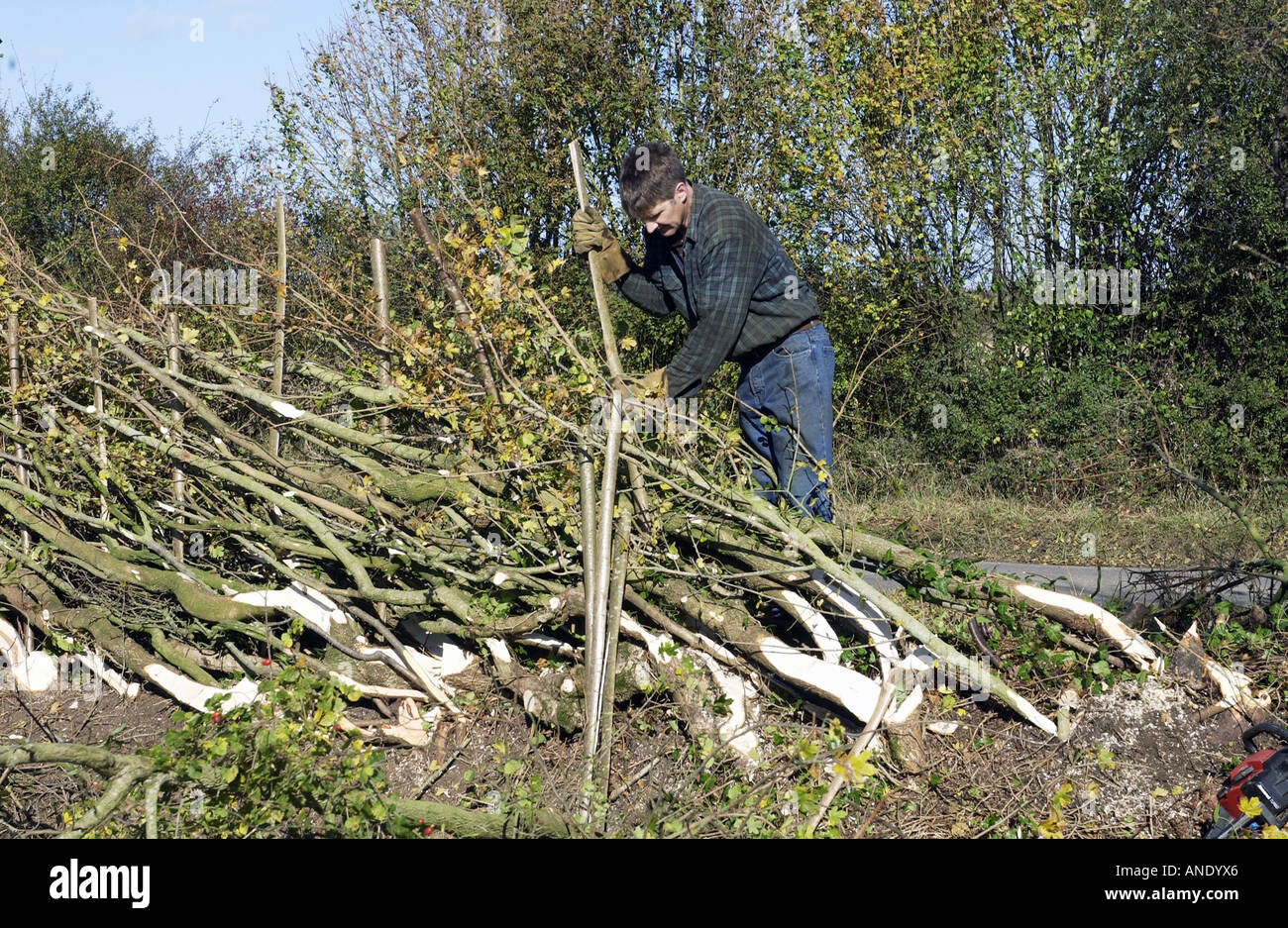 Cut and laid hedge hi-res stock photography and images - Alamy