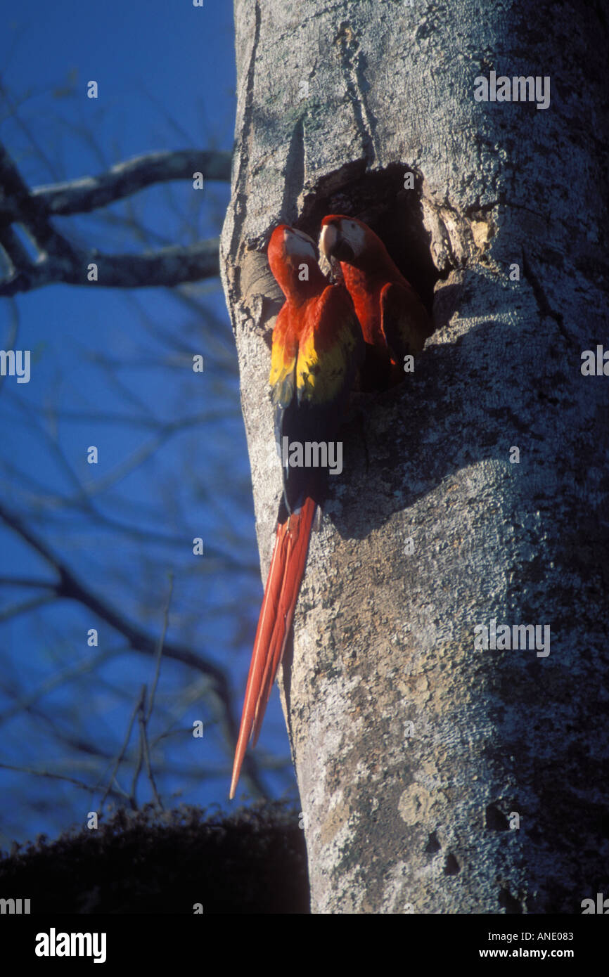 Scarlet Macaw Nest High Resolution Stock Photography and Images - Alamy