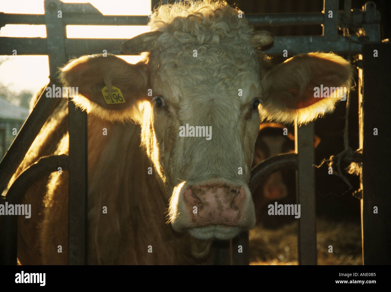British Simmental Cow in lock up feeder Stock Photo - Alamy