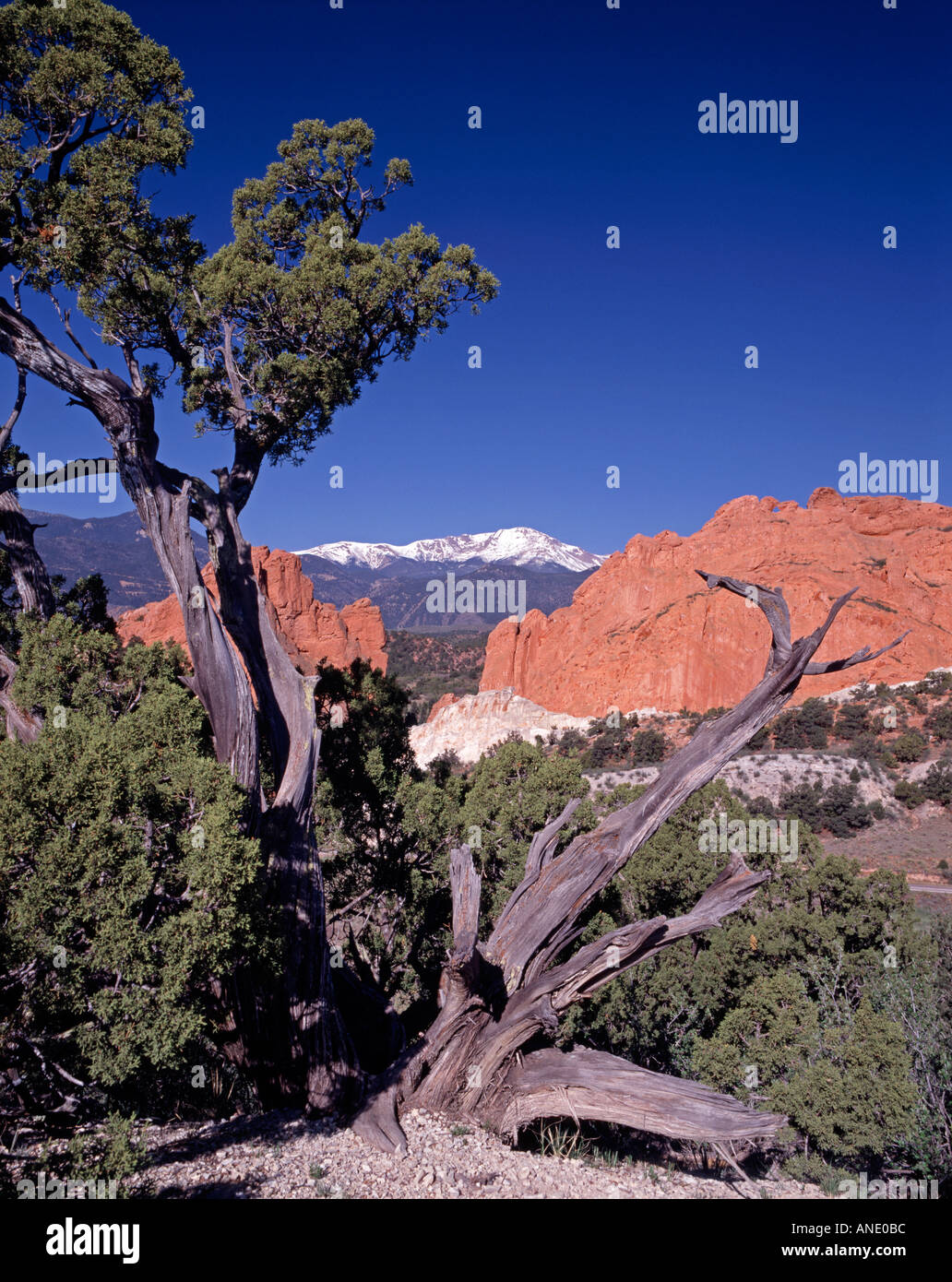 Juniper tree growing up among sandstone formations in Garden of the ...
