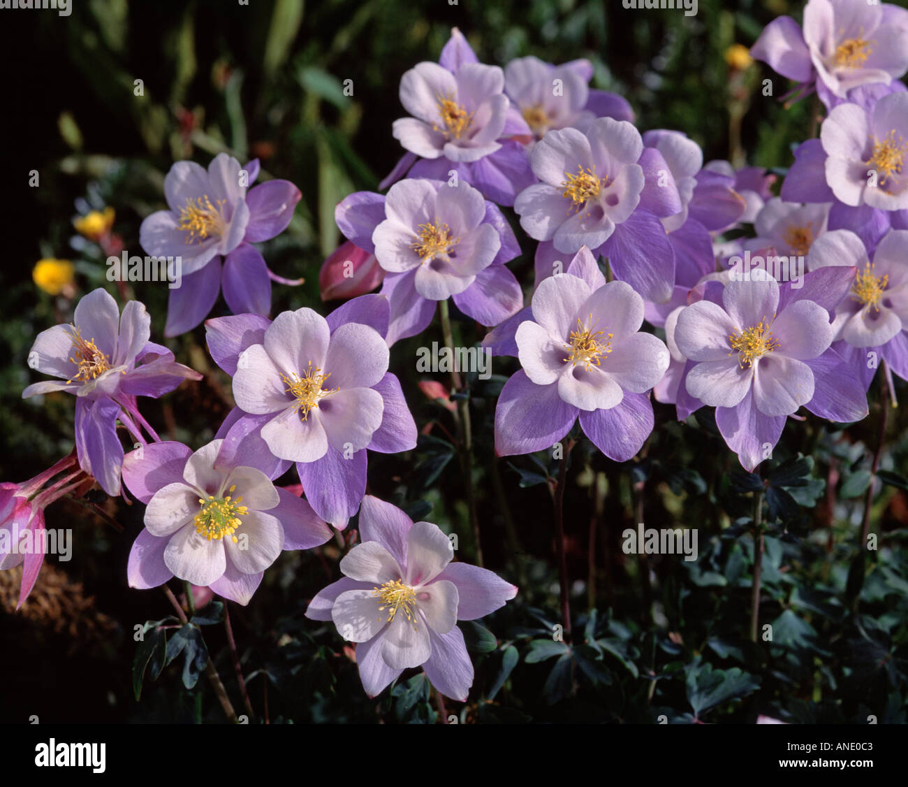The Colorado blue columbine Aquilegia caerulea Colorado s state flower ...
