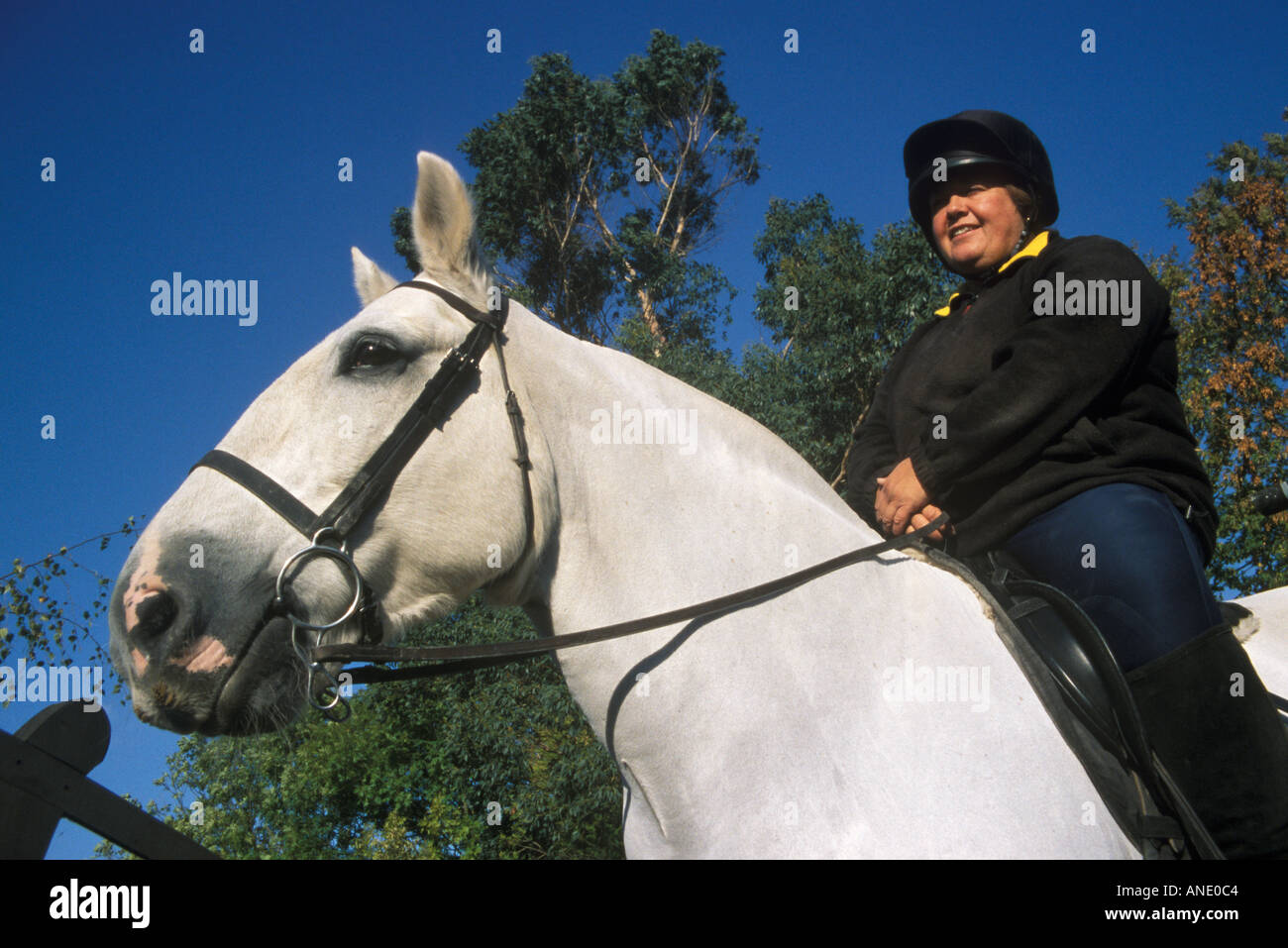Hogged horse hi-res stock photography and images - Alamy