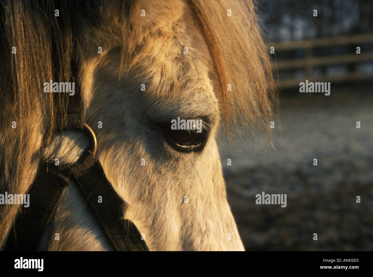 A Grey Shetland Pony on a frosty morning Stock Photo - Alamy