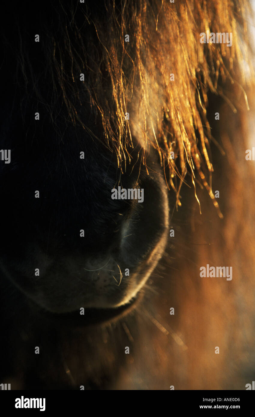 Black forelock hi-res stock photography and images - Alamy