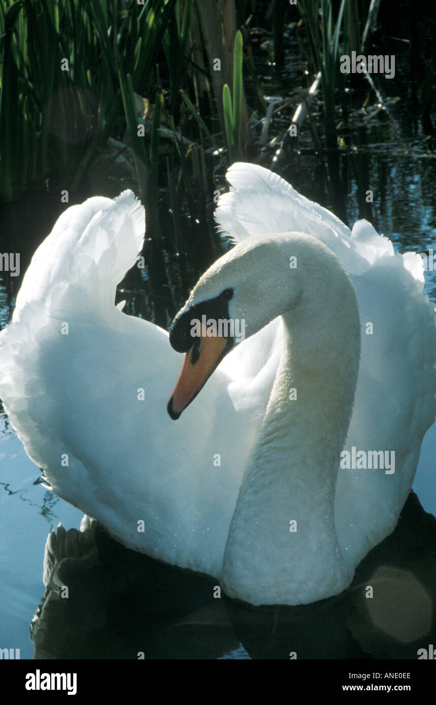 Adult male mute swan hi-res stock photography and images - Alamy