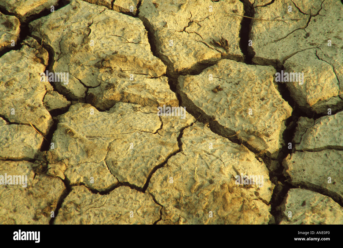 Cracked dry mud Stock Photo - Alamy