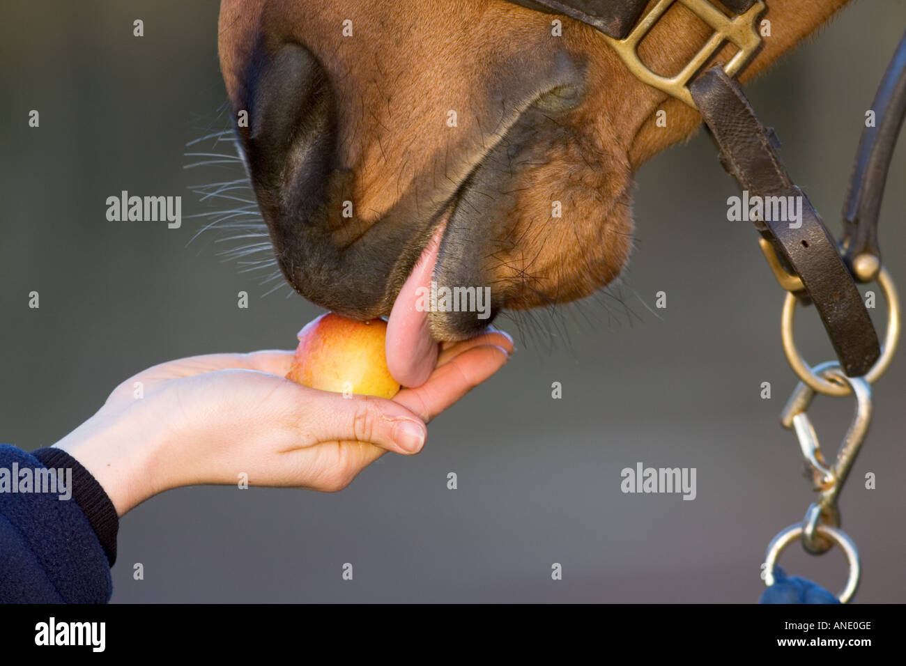 Horse eating apple hi-res stock photography and images - Alamy