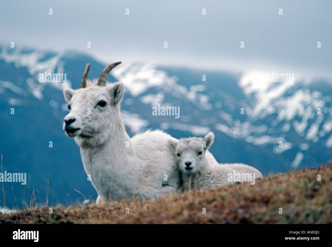 Dall Sheep ewe and lamb in Denali National Park, shot in the wild Stock ...