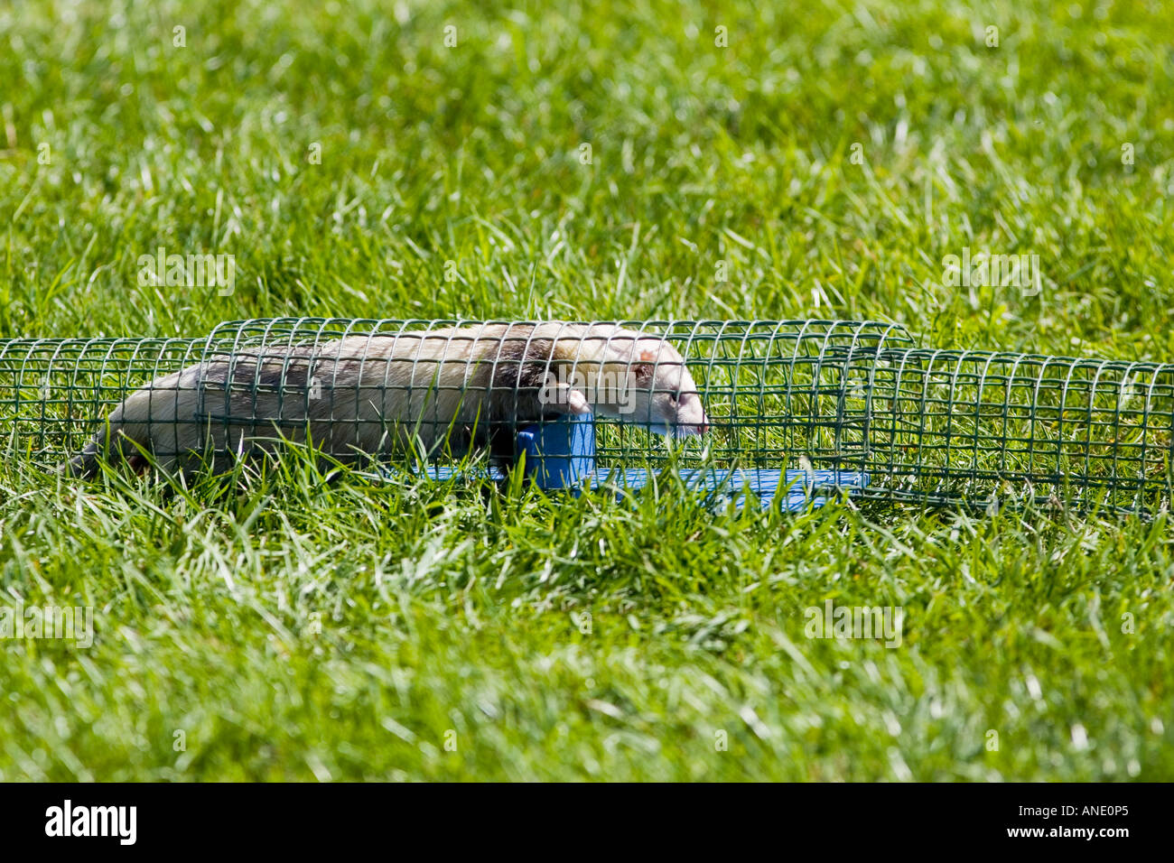 Ferret with pipe High Resolution Stock Photography and Images - Alamy