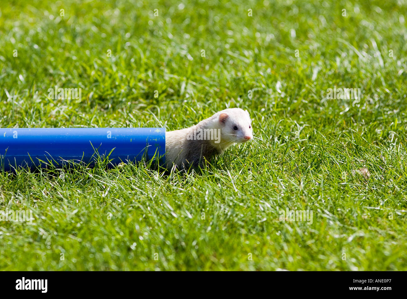 Obstacle course racing hi-res stock photography and images - Alamy