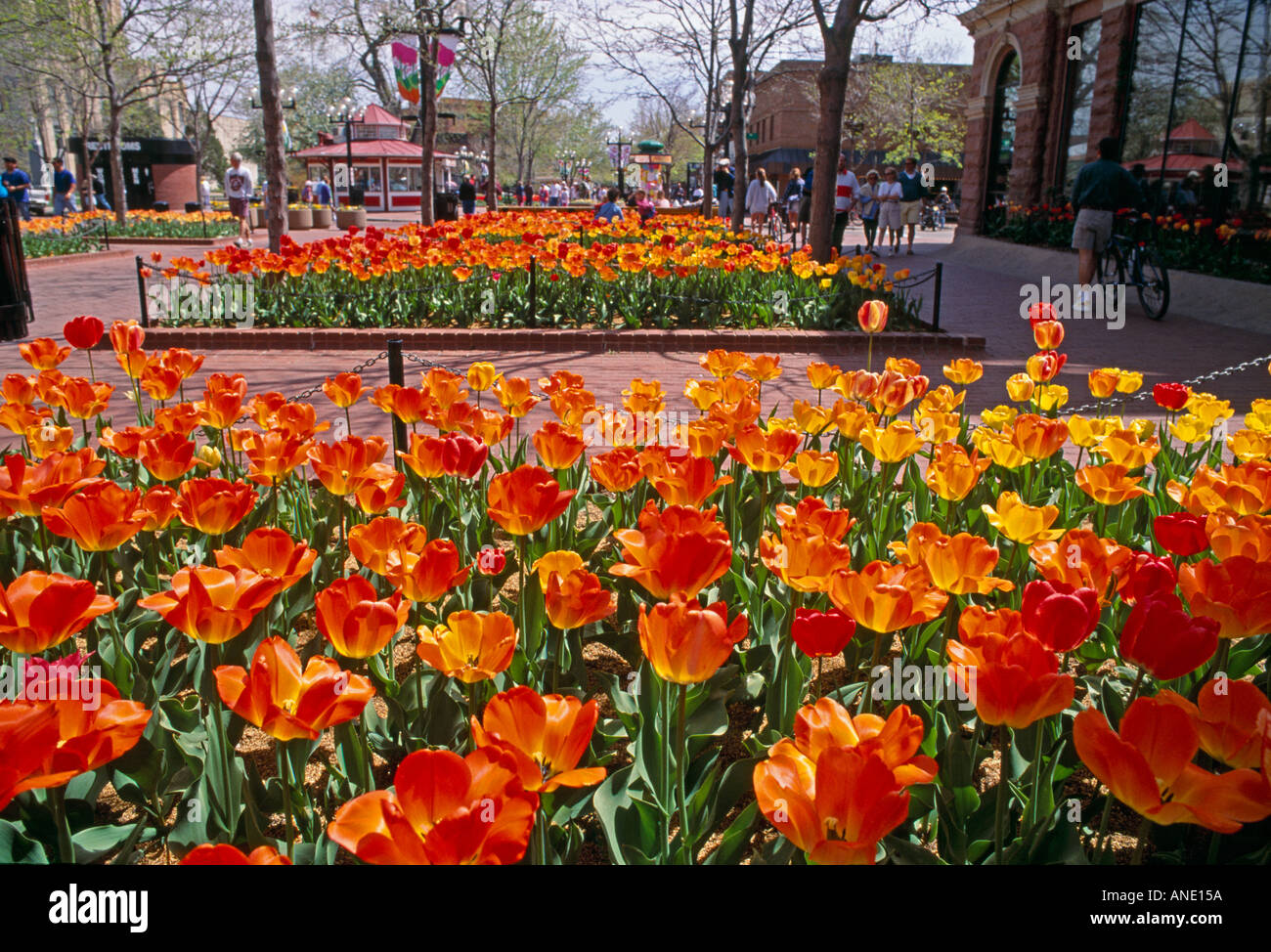 A lovely spring day along Pearl Street Pedestrian Mall in Boulder CO ...