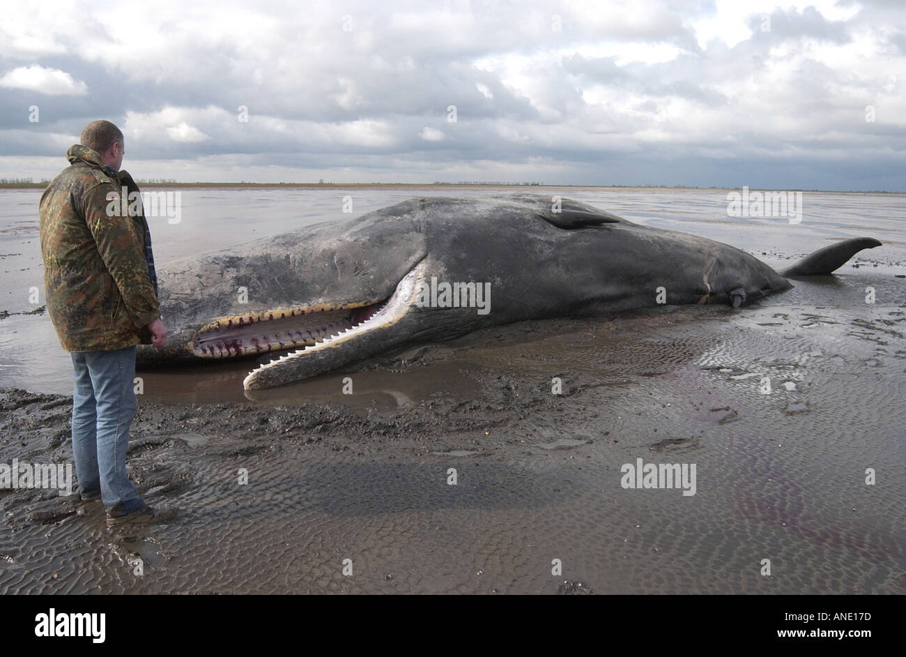 40ft long whale hi-res stock photography and images - Alamy